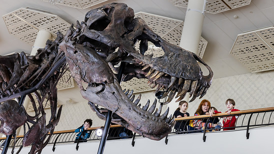 T-Rex-Skelett «Trinity» für 4,8 Millionen Franken versteigert - Hoefner