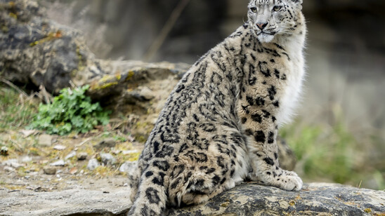 Studie schätzt Population der Schneeleoparden in Nepal auf fast 400 - Hoefner