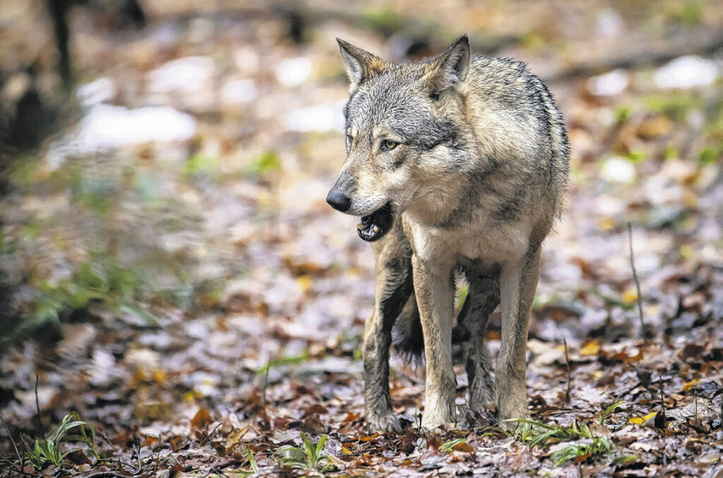 Kanton entschädigt Landwirte neu und trainiert Wolfsjäger - Höfner ...